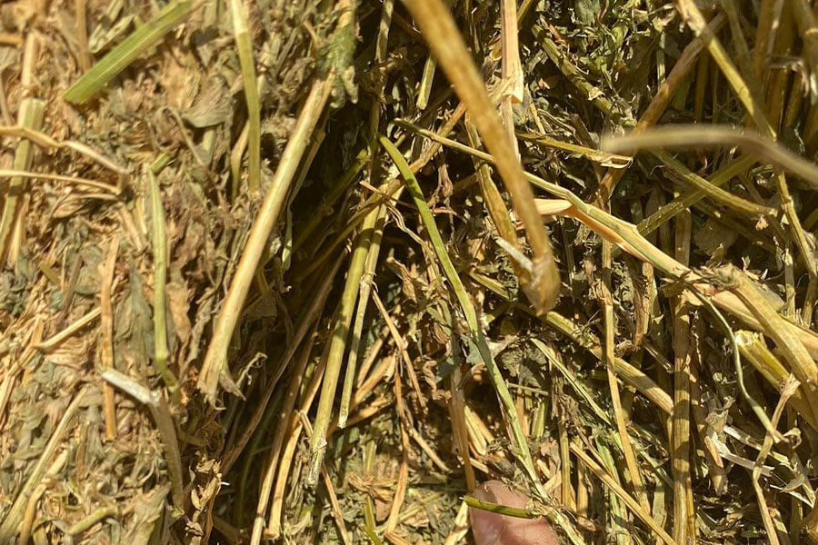 In Search Of | Double M Feed and Supply | Colorado City, TX